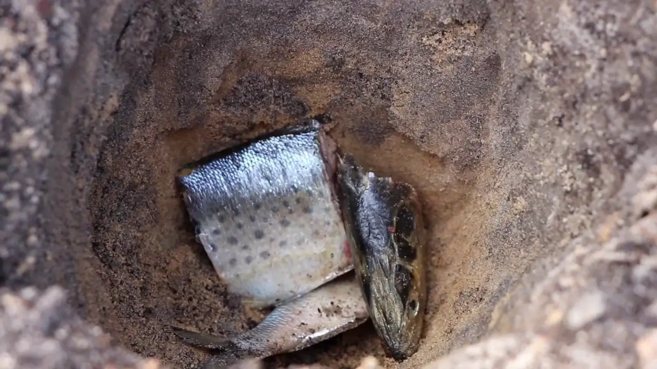 How To Use Fish Scraps In Your Garden? – Slick Garden