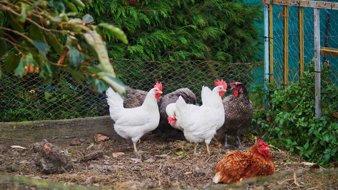 Everything You Need To Know About Chicken Manure For Your Garden ...