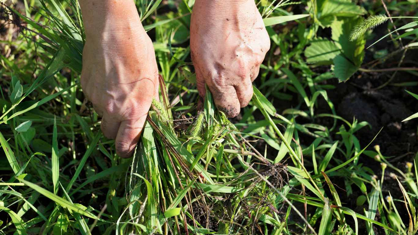 Best Weed Killer For Vegetable Gardens – Slick Garden