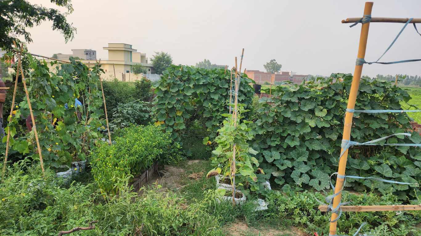 High-Yield Vegetables For Small Gardens – Slick Garden