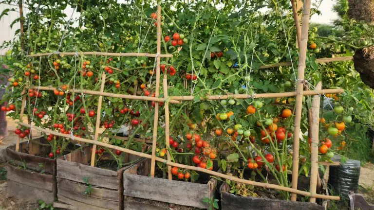 Ultimate Guide: Growing Cherry Tomatoes in Containers | Tips & Tricks ...