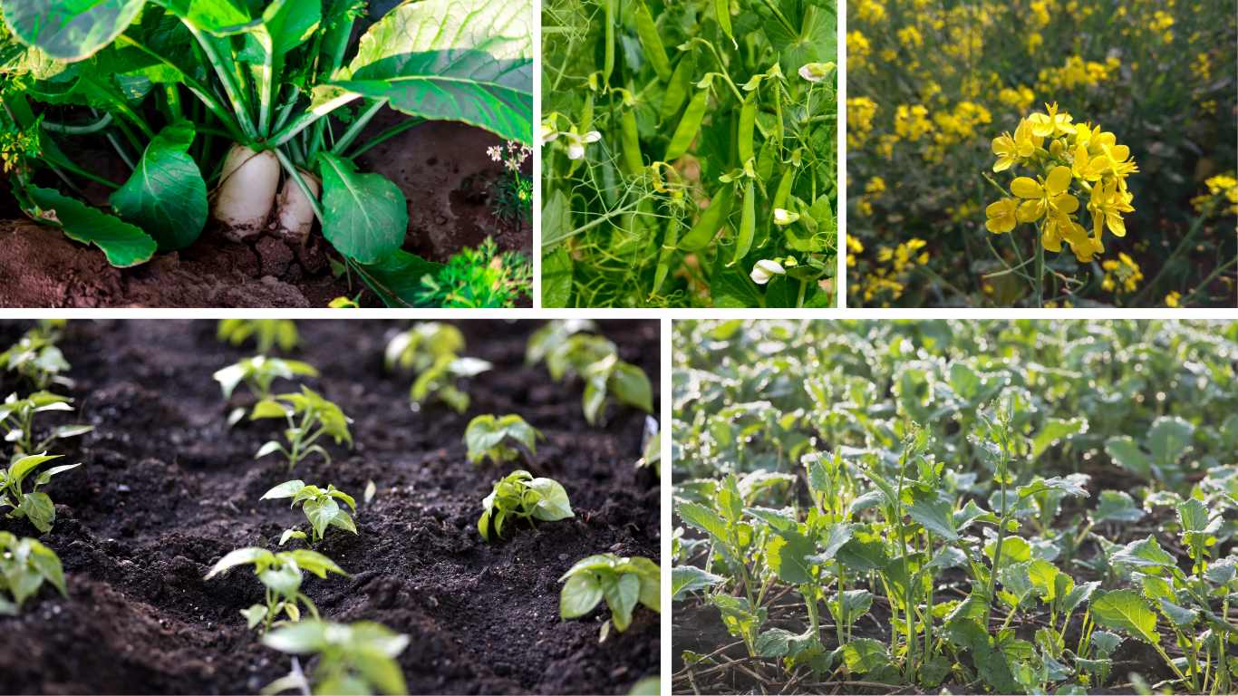 Cover Crops For Vegetable Garden – Slick Garden