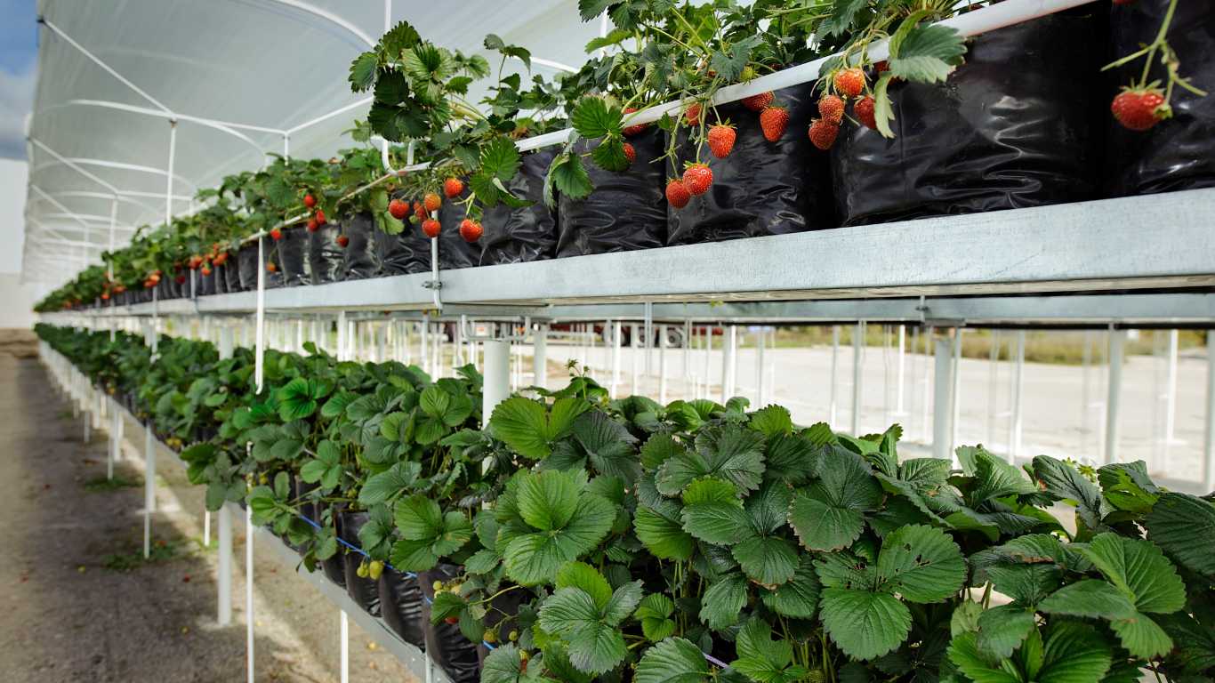 Strawberry Garden – 10 Genius Ways to Grow Strawberries – Slick Garden