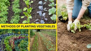 Methods Of Planting Vegetables – Slick Garden