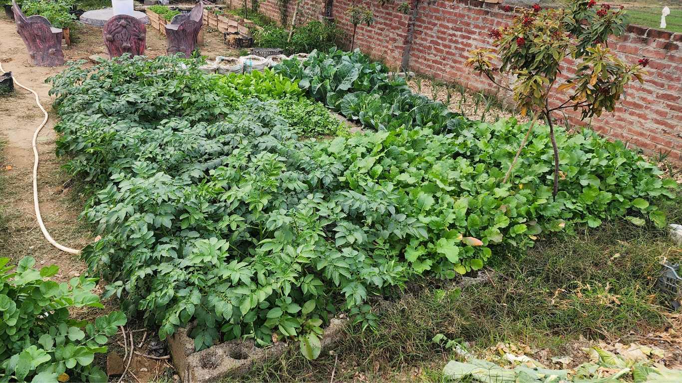 Vegetable Garden Growing Tips – Slick Garden
