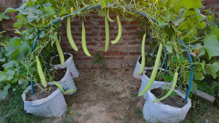 Methods Of Planting Vegetables – Slick Garden