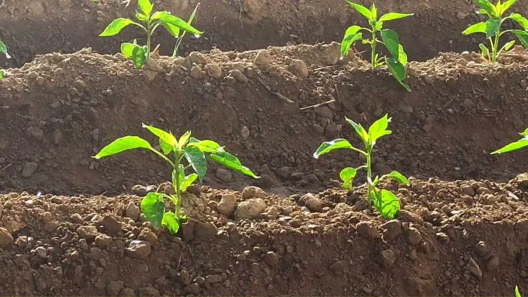 Methods Of Planting Vegetables – Slick Garden