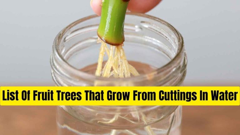 List Of Fruit Trees That Grow From Cuttings In Water – Slick Garden