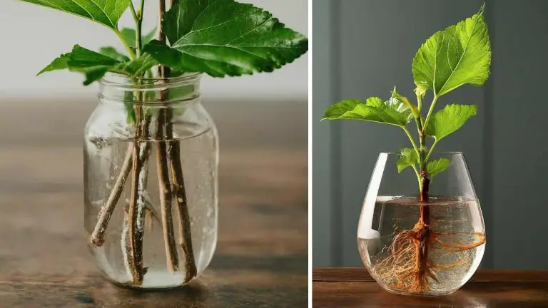 Propagation Mulberry Cuttings In Water – Slick Garden