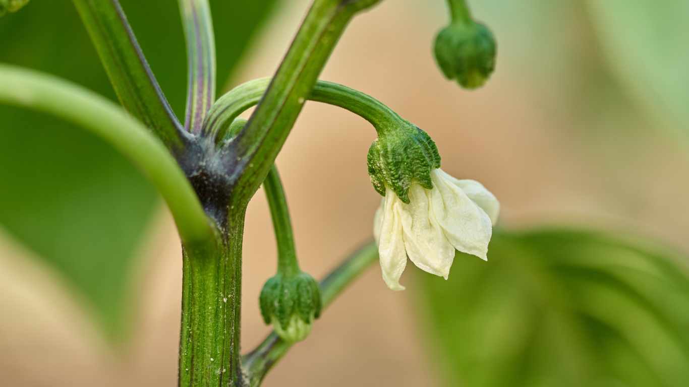 10 Secrets To Grow Buckets Full Of Bell Peppers – Slick Garden