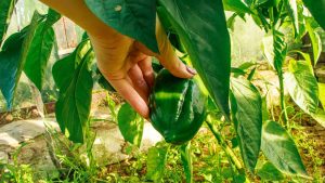 10 Secrets To Grow Buckets Full Of Bell Peppers – Slick Garden
