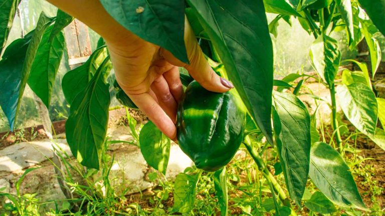 10 Secrets To Grow Buckets Full Of Bell Peppers – Slick Garden