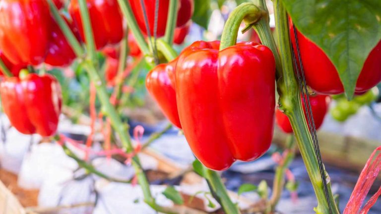 10 Secrets To Grow Buckets Full Of Bell Peppers – Slick Garden