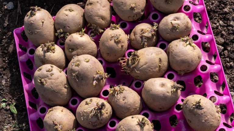 How To Store Potatoes Over Winter For Seed? – Slick Garden