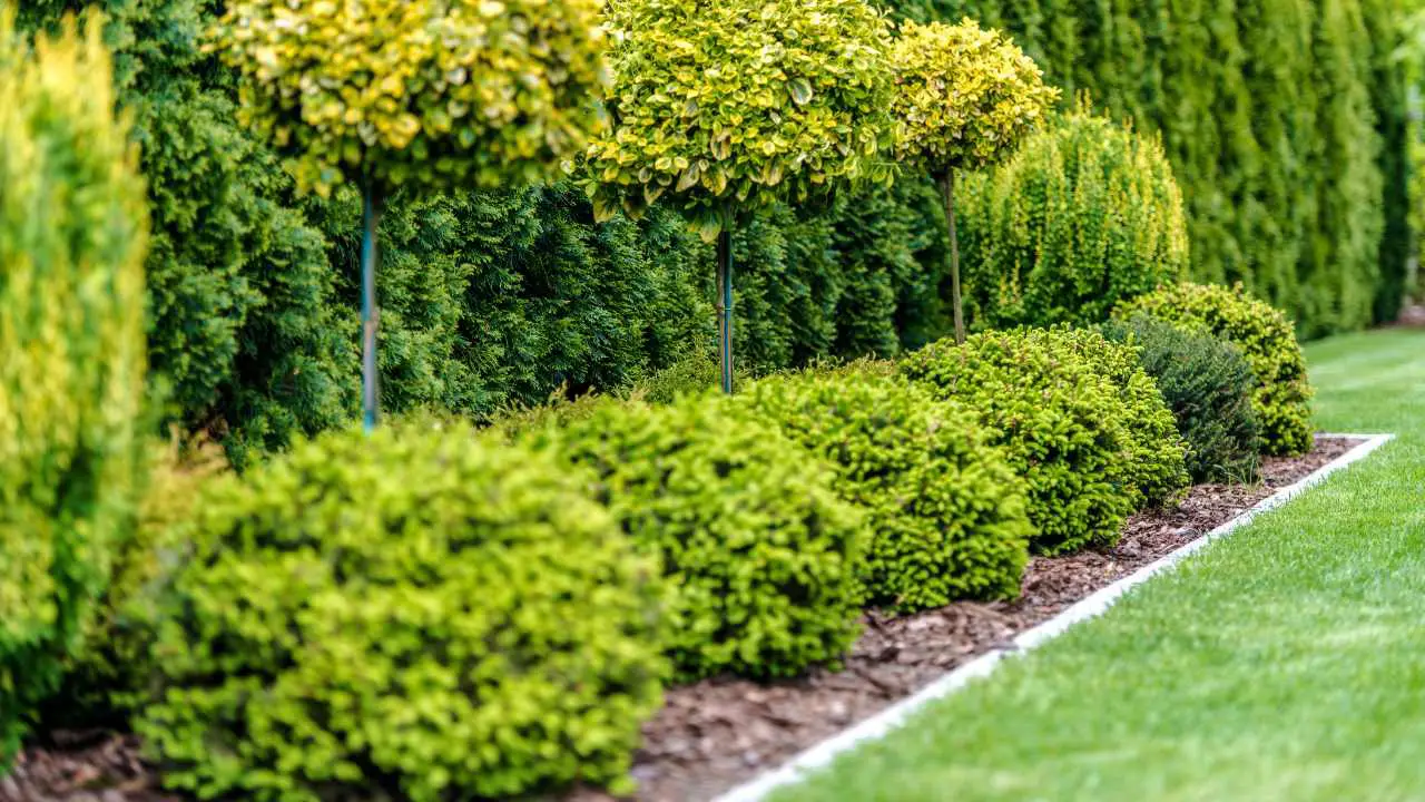 How to Prepare a Garden Bed for Planting Shrubs – Slick Garden