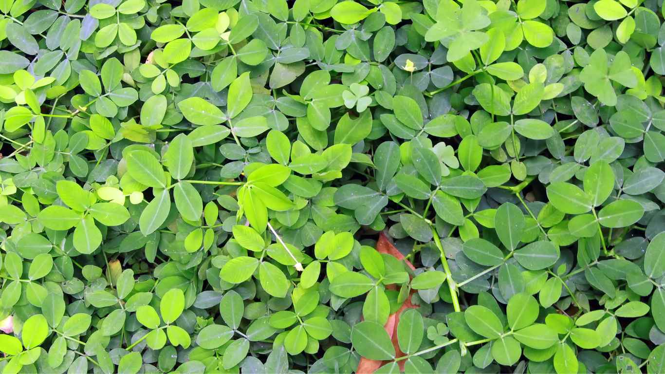 10 Ways To Improve Your Garden Soil – Slick Garden