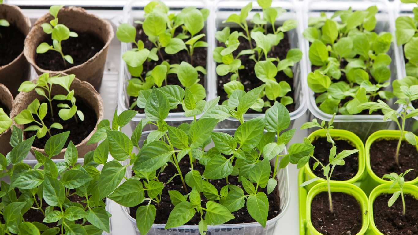 Everything You Need To Know About Starting Vegetables From Seeds ...