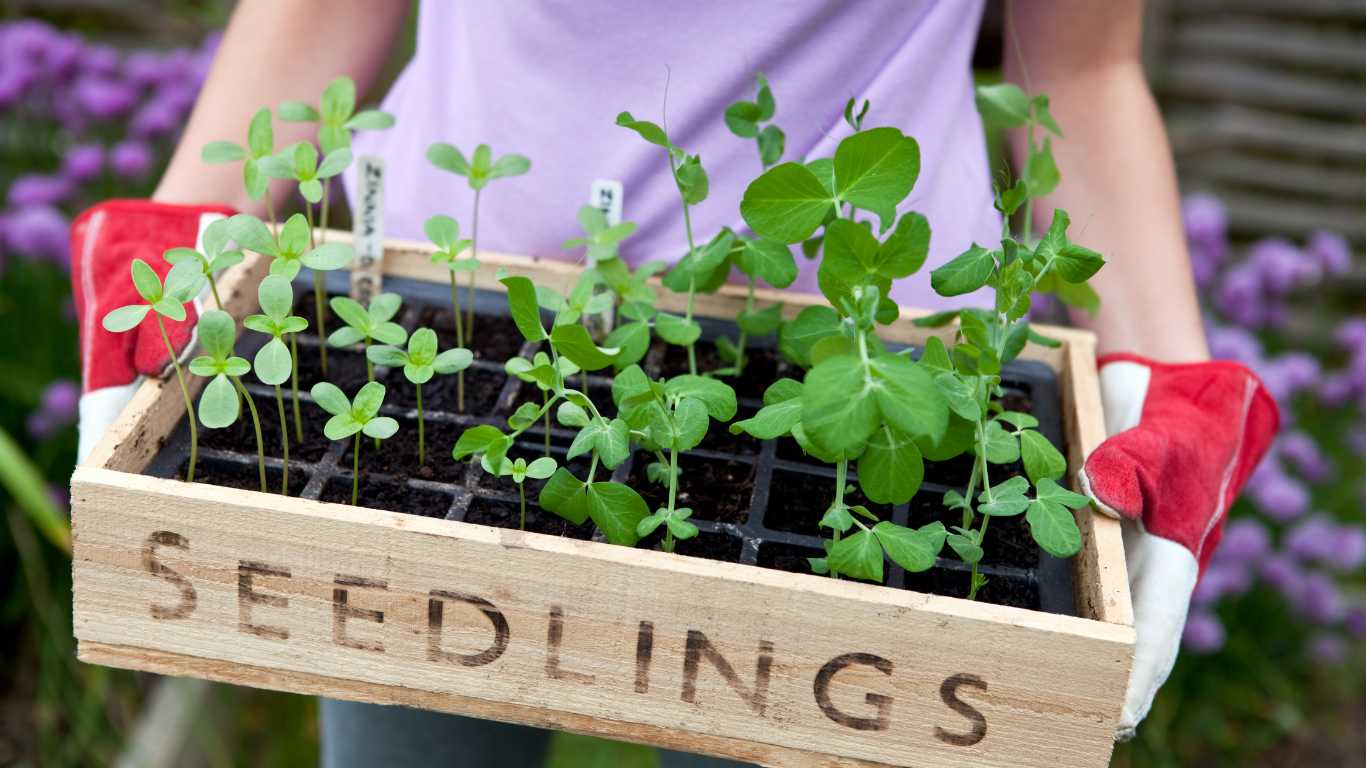 Everything You Need To Know About Starting Vegetables From Seeds ...