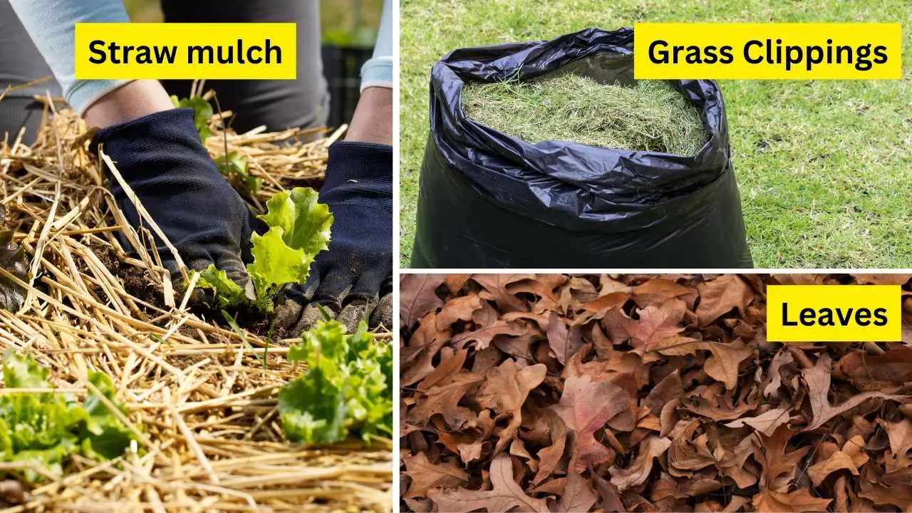 10 Best Mulch For A Vegetable Garden – Slick Garden