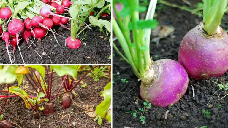 15 Vegetables That Will Flourish In Shade – Slick Garden