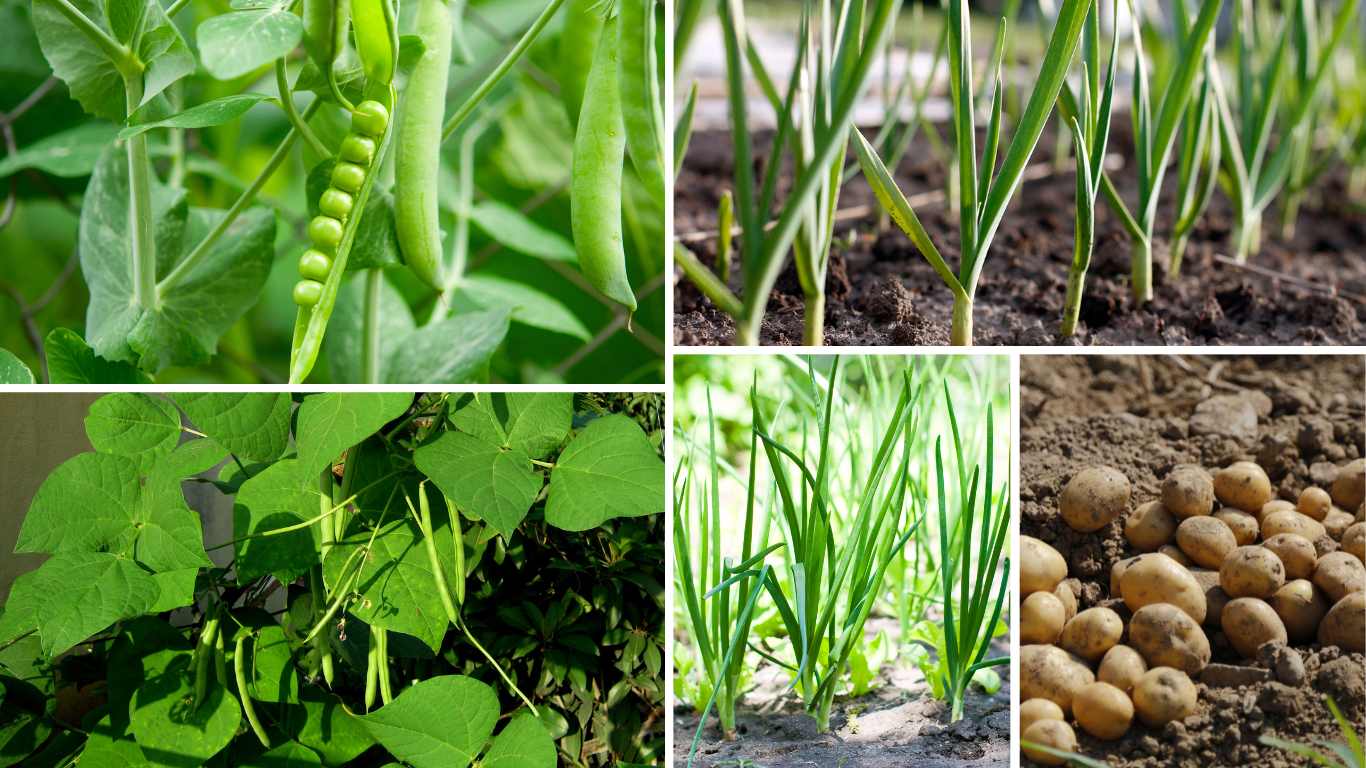 15 Vegetables That Will Flourish In Shade – Slick Garden