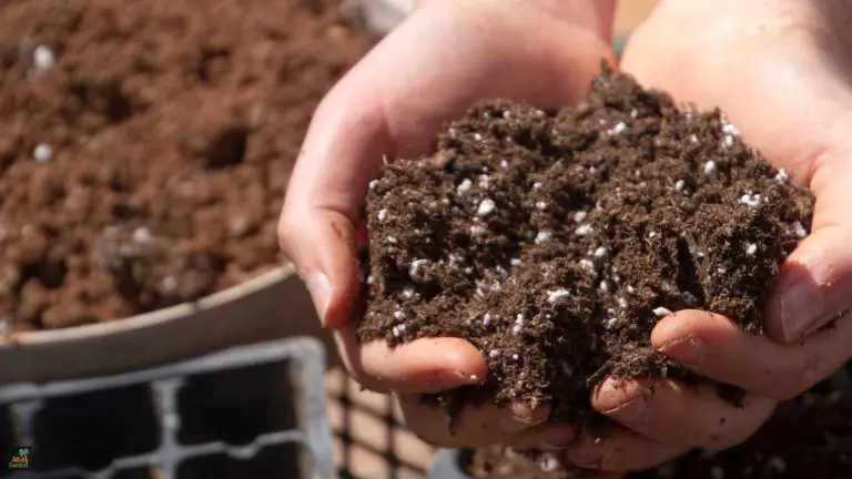 Container Gardening For Beginners: 15 Tips For Success – Slick Garden