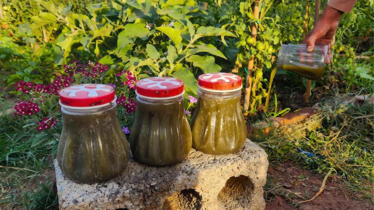 Make Jadam Liquid Fertilizer At Home – Slick Garden