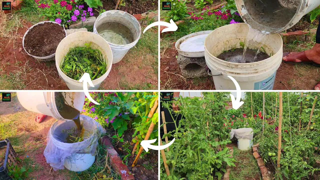 Double The Yield Of Tomatoes, Cucumbers And Other Vegetables. Just Give Them This Drink – Slick ...