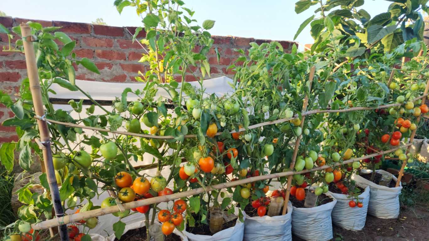 Growing Tomatoes In Five-Gallon Buckets – Hacks For Best Yield – Slick ...