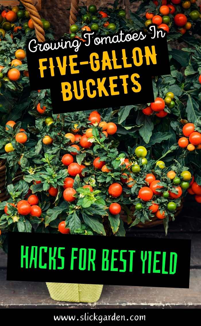 Growing Tomatoes In Five-Gallon Buckets – Hacks For Best Yield – Slick ...
