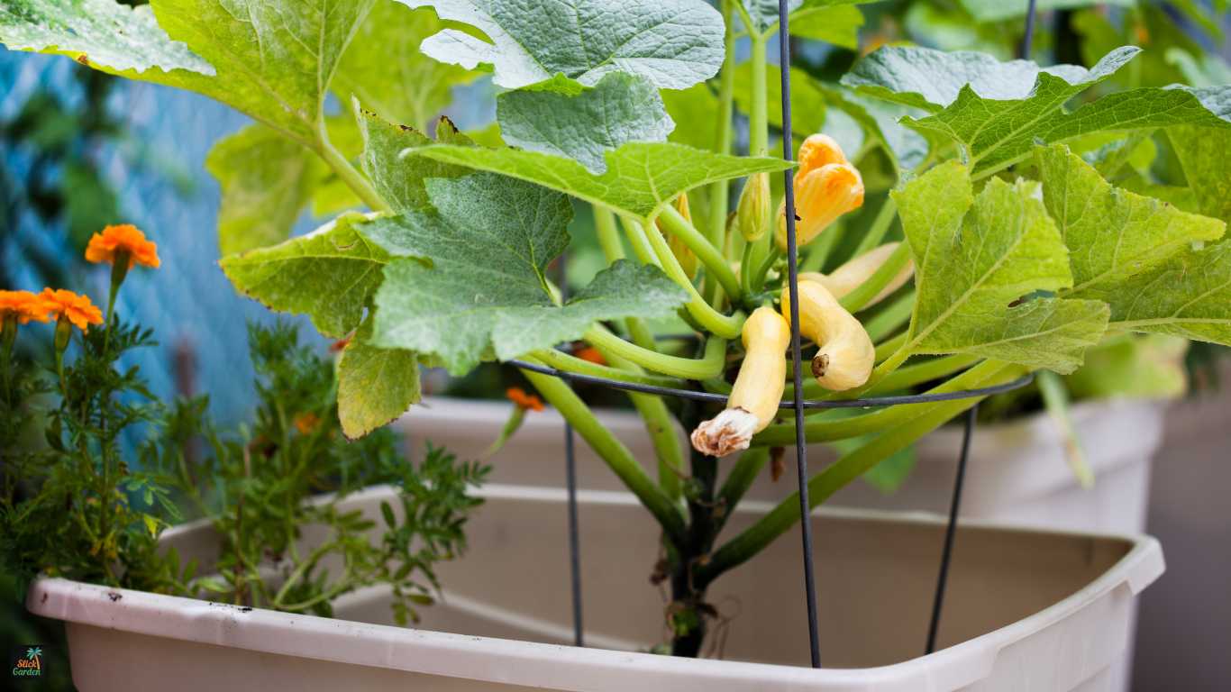 How To Grow Squash In Containers Complete Guide? – Slick Garden