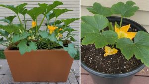How To Grow Squash In Containers Complete Guide? – Slick Garden