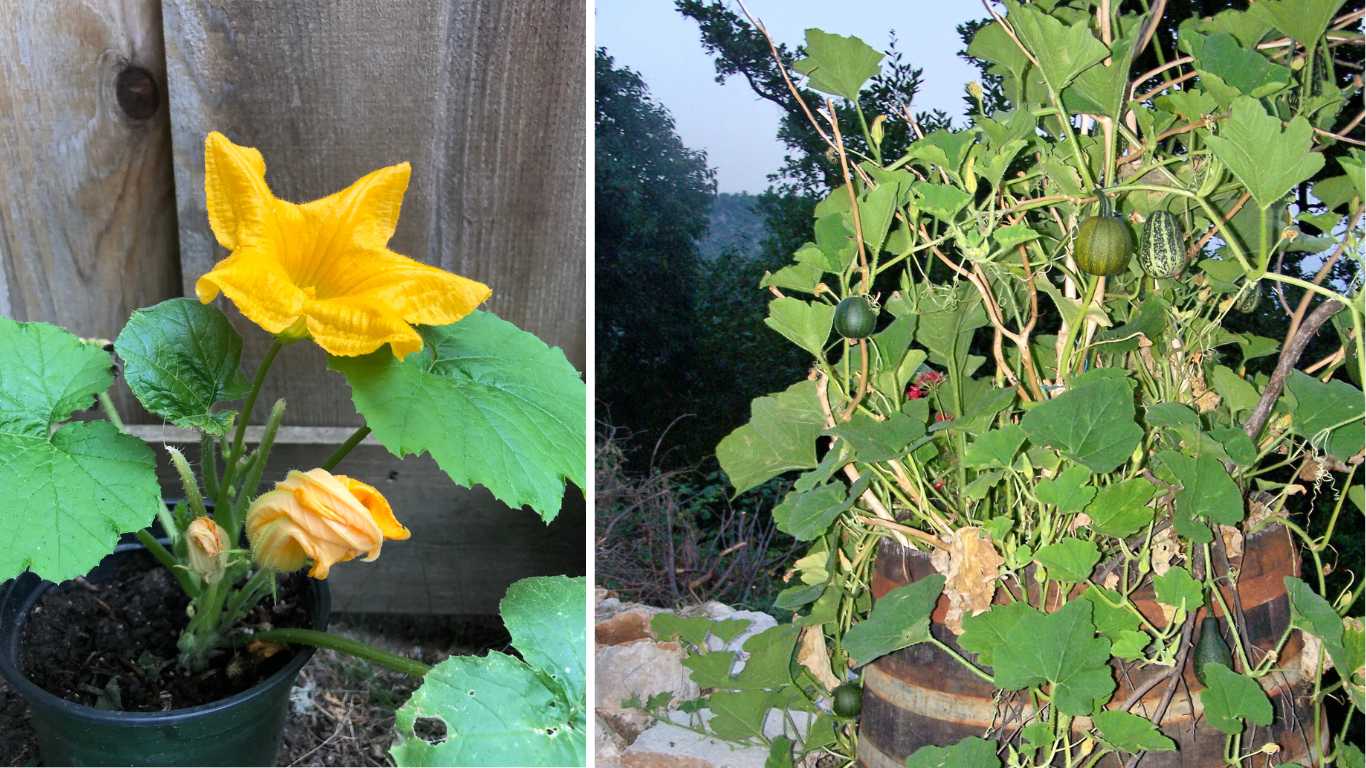 How To Grow Squash In Containers Complete Guide? – Slick Garden