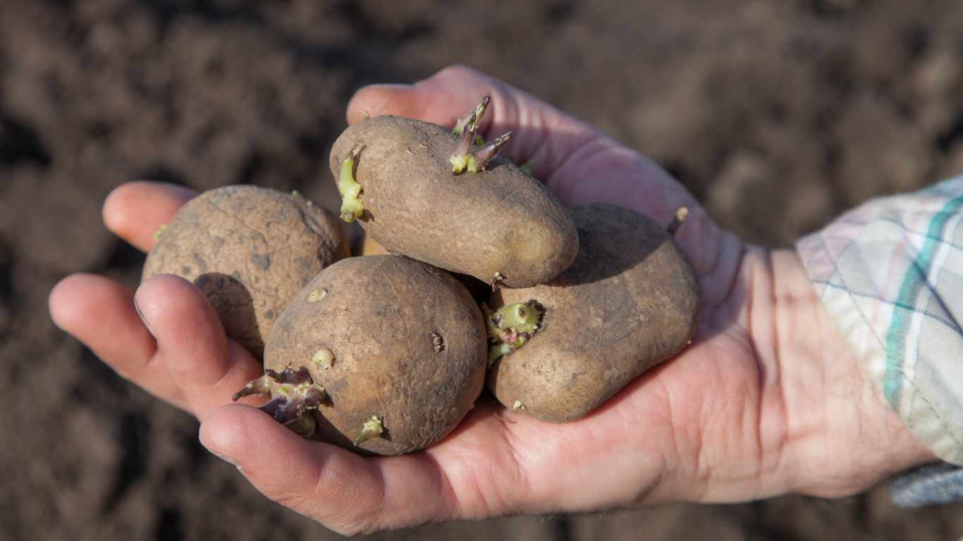 Planting Potatoes In A 5-gallon Bucket – Slick Garden