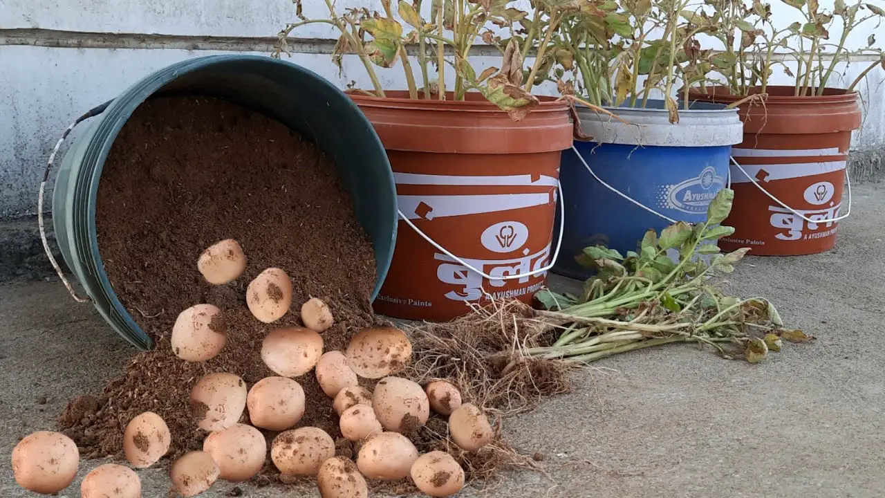 Planting Potatoes In A 5-gallon Bucket – Slick Garden