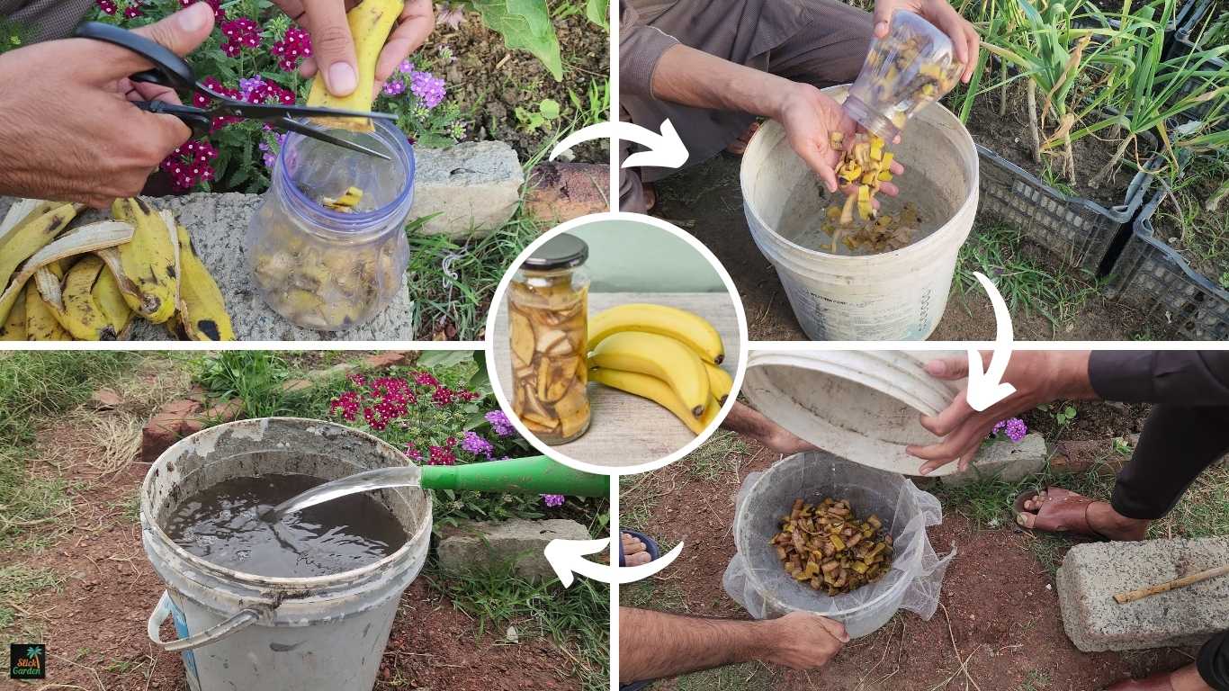 How To Make Banana Peel Liquid Fertilizer? – Slick Garden