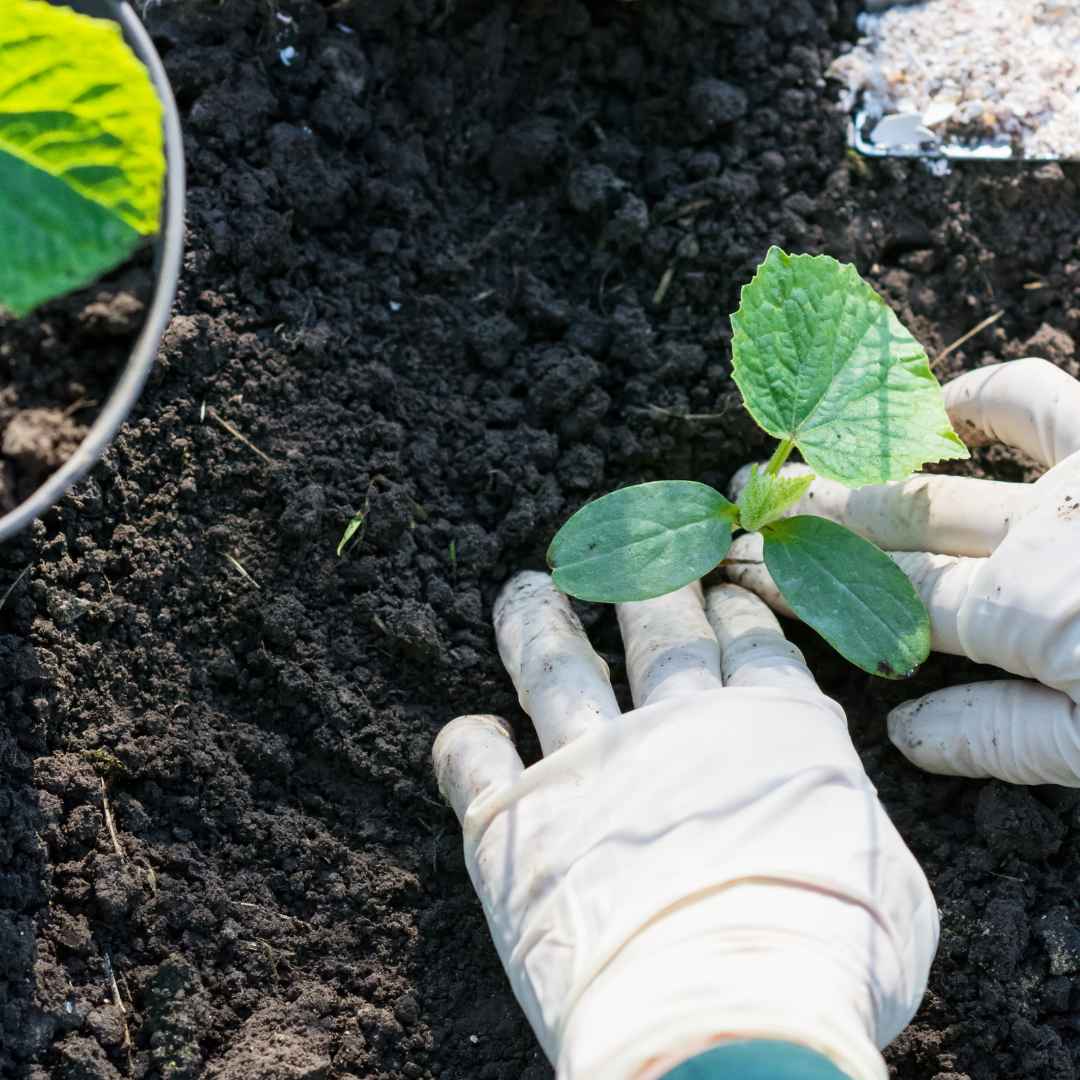 10 Easy Tips And Tricks To Grow Amazing Cucumber – Slick Garden