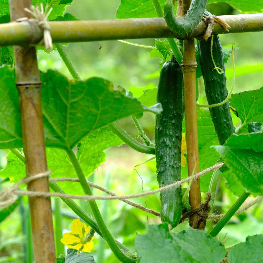 10 Easy Tips And Tricks To Grow Amazing Cucumber – Slick Garden