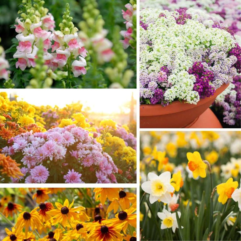 10 Best Flowers To Plant In October In Florida – EBRC