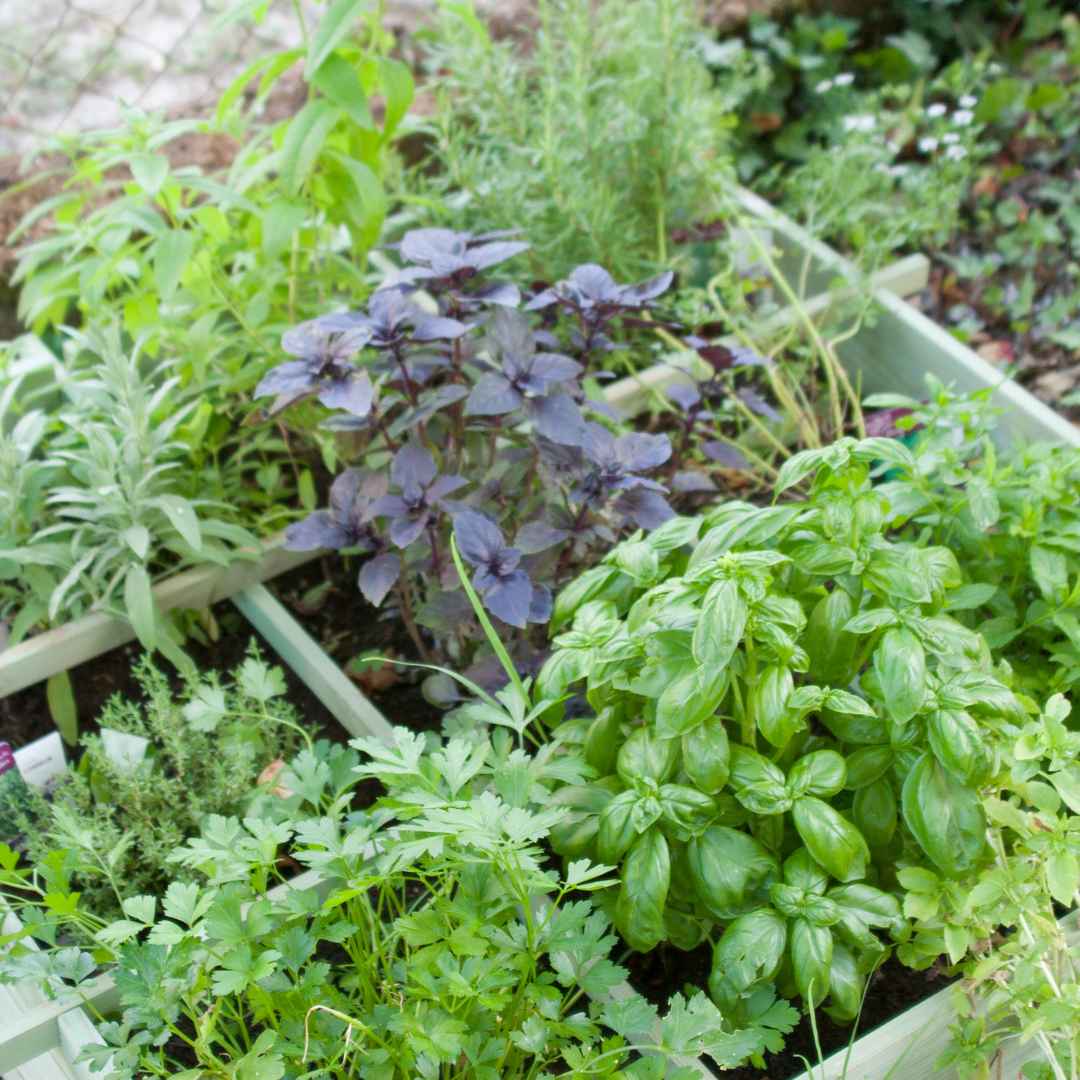 11 Creative Herb Garden Ideas – Slick Garden