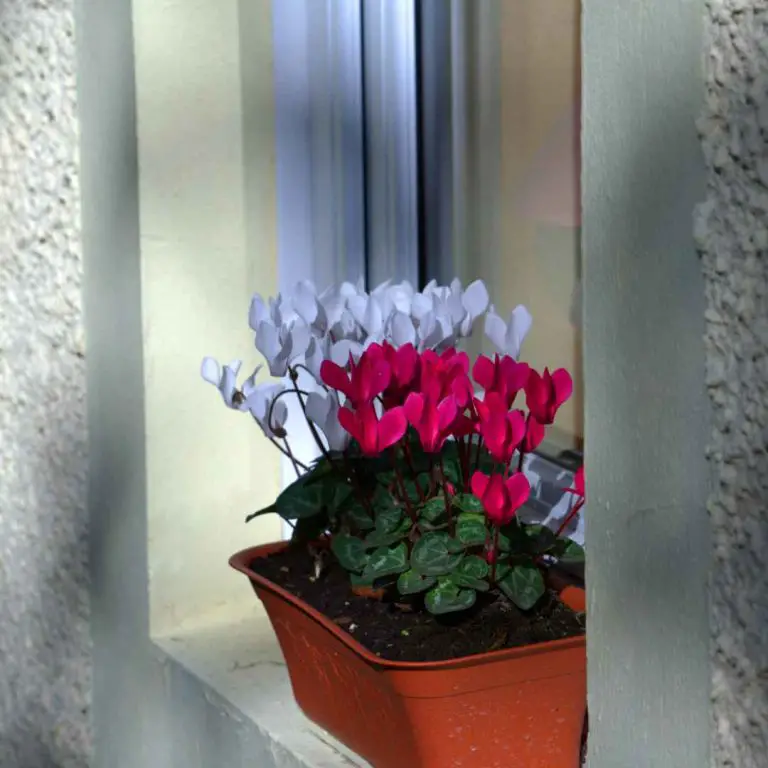 10 Winter Plants For Window Boxes – Slick Garden