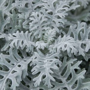 10 Winter Plants For Window Boxes – Slick Garden