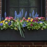 10 Winter Plants For Window Boxes – Slick Garden