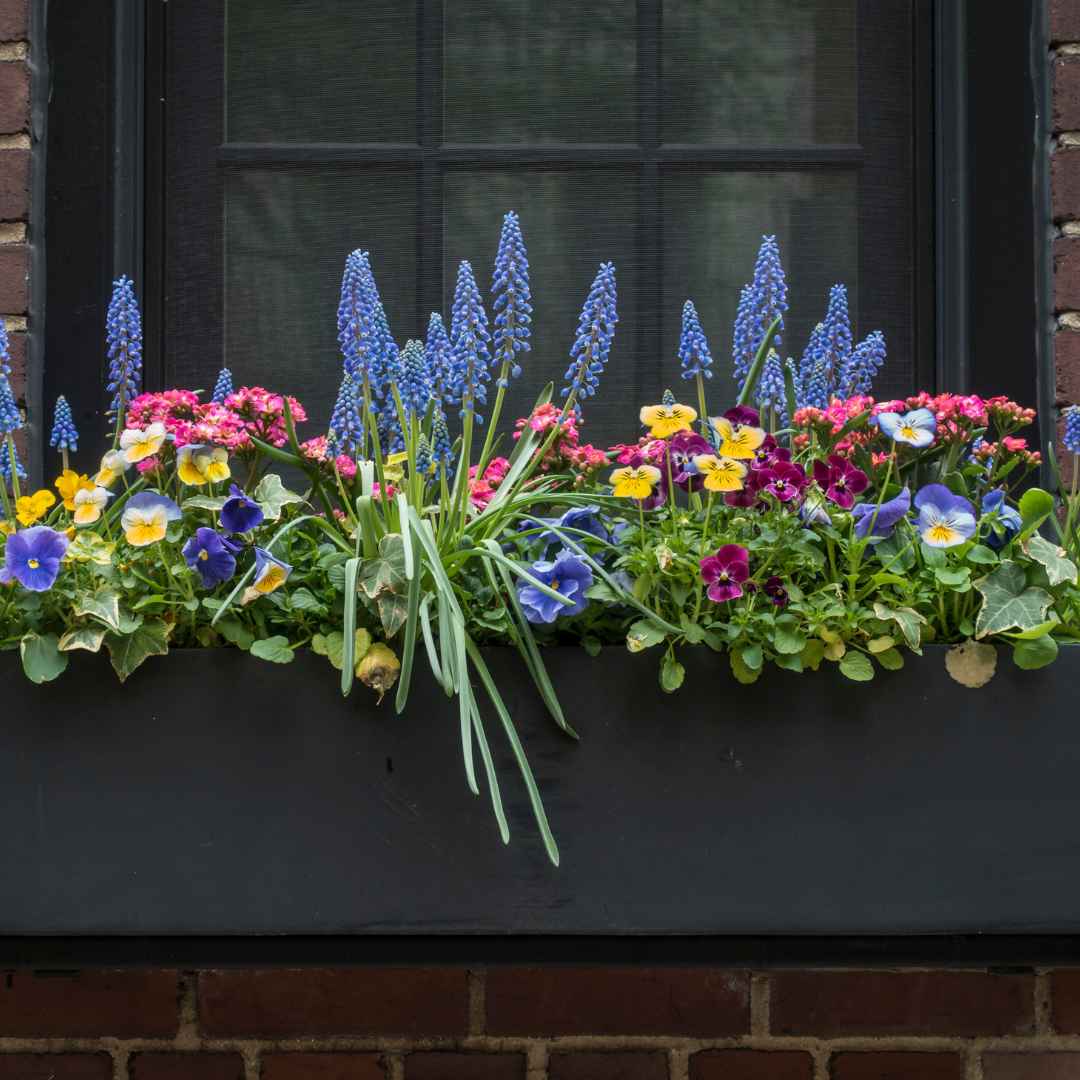 10 Winter Plants For Window Boxes – Slick Garden
