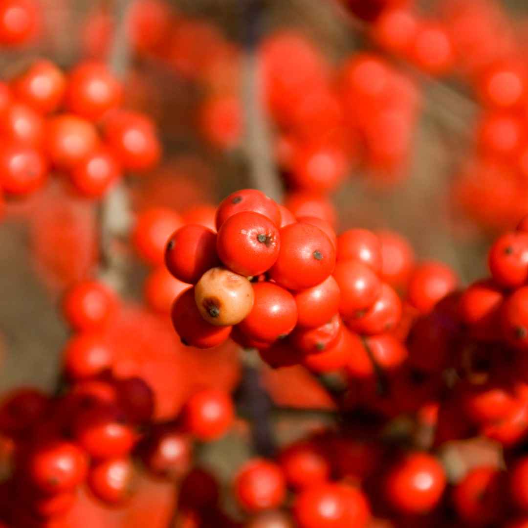 10 Winter Plants For Window Boxes – Slick Garden