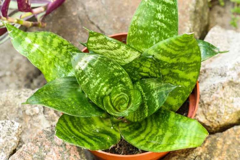 Snake Plant Types: 12 Magnificent Varieties Of Snake Plants – Slick Garden