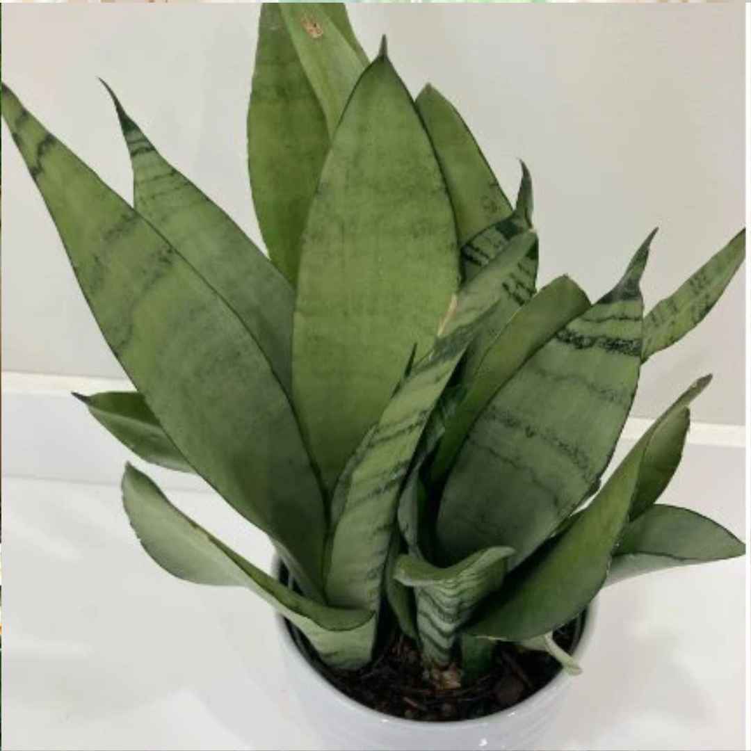 Snake Plant Types: 12 Magnificent Varieties Of Snake Plants – Slick Garden