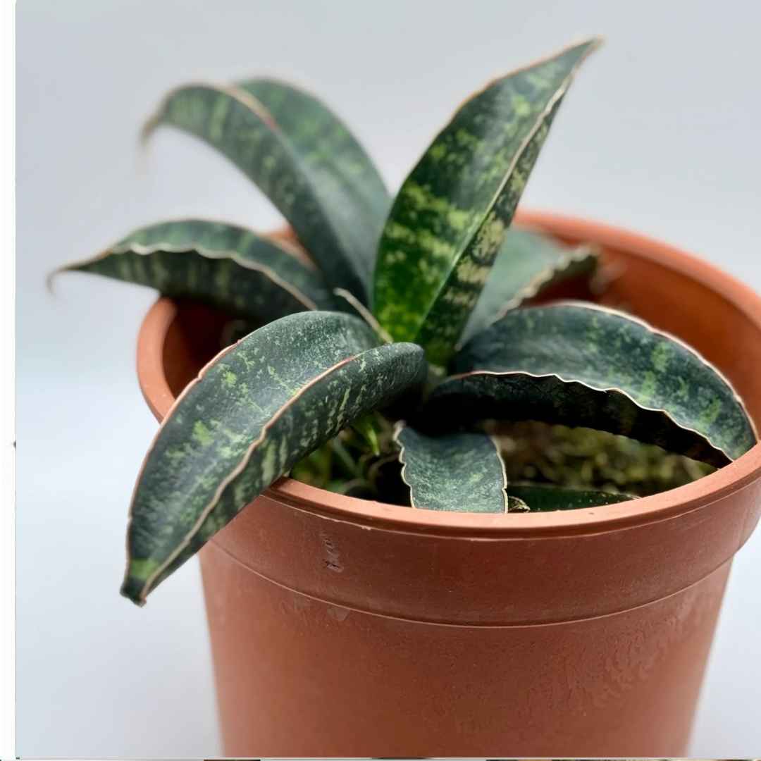 Snake Plant Types: 12 Magnificent Varieties Of Snake Plants – Slick Garden