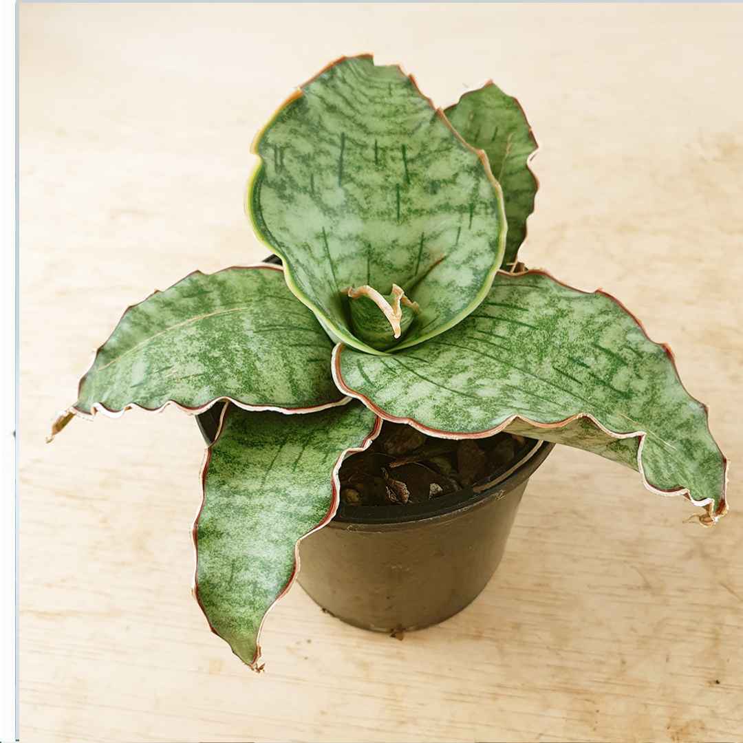 Snake Plant Types: 12 Magnificent Varieties Of Snake Plants – Slick Garden