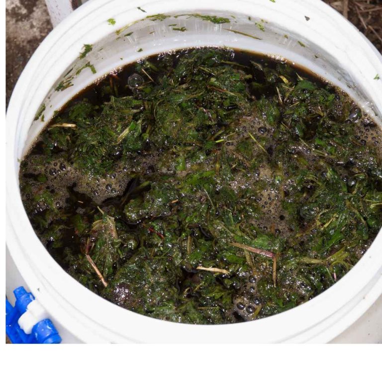 Boost Your Garden’s Health With Homemade Concentrated Weed Tea ...